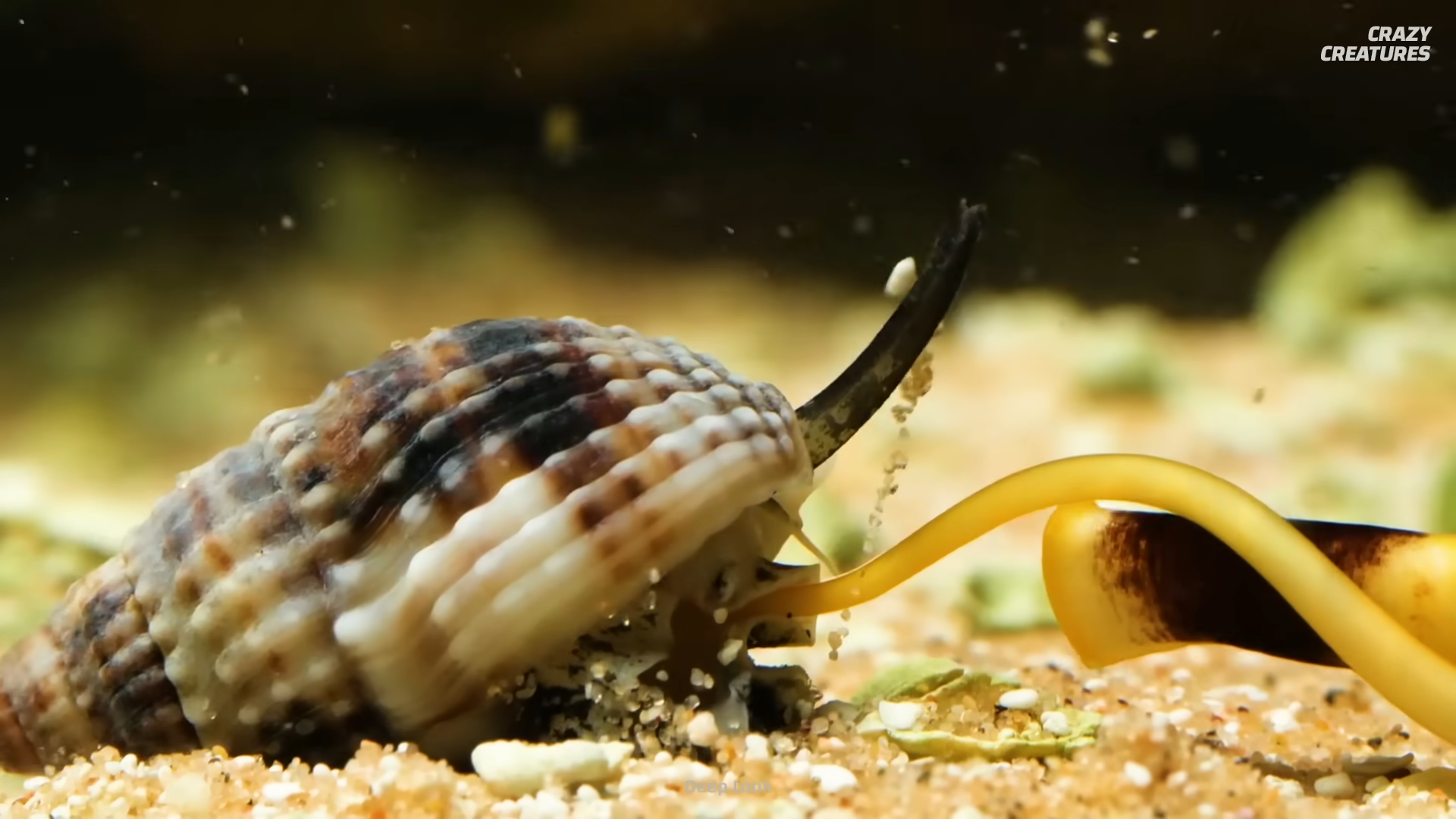 Watch what happens when the world’s most venomous animal fires a ...
