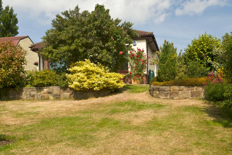 Simple gardening habit to stop grass from turning brown and patchy in ...