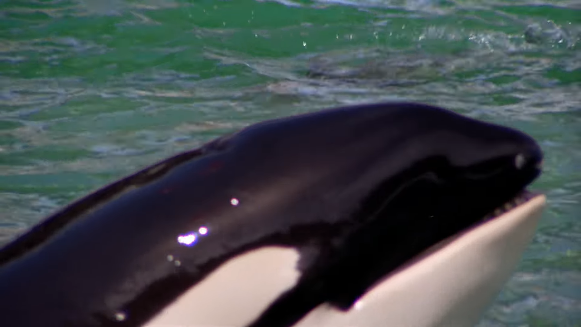 Humans once hunted beside 8-ton orcas in one of history’s darkest ocean ...