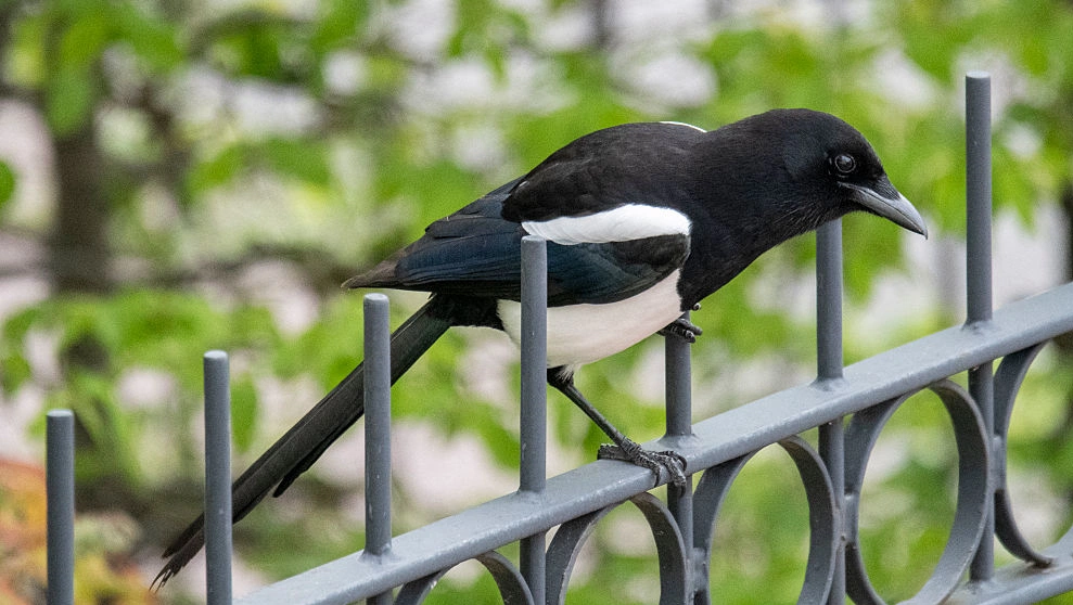 Labour review of magpie traps sparks rural backlash