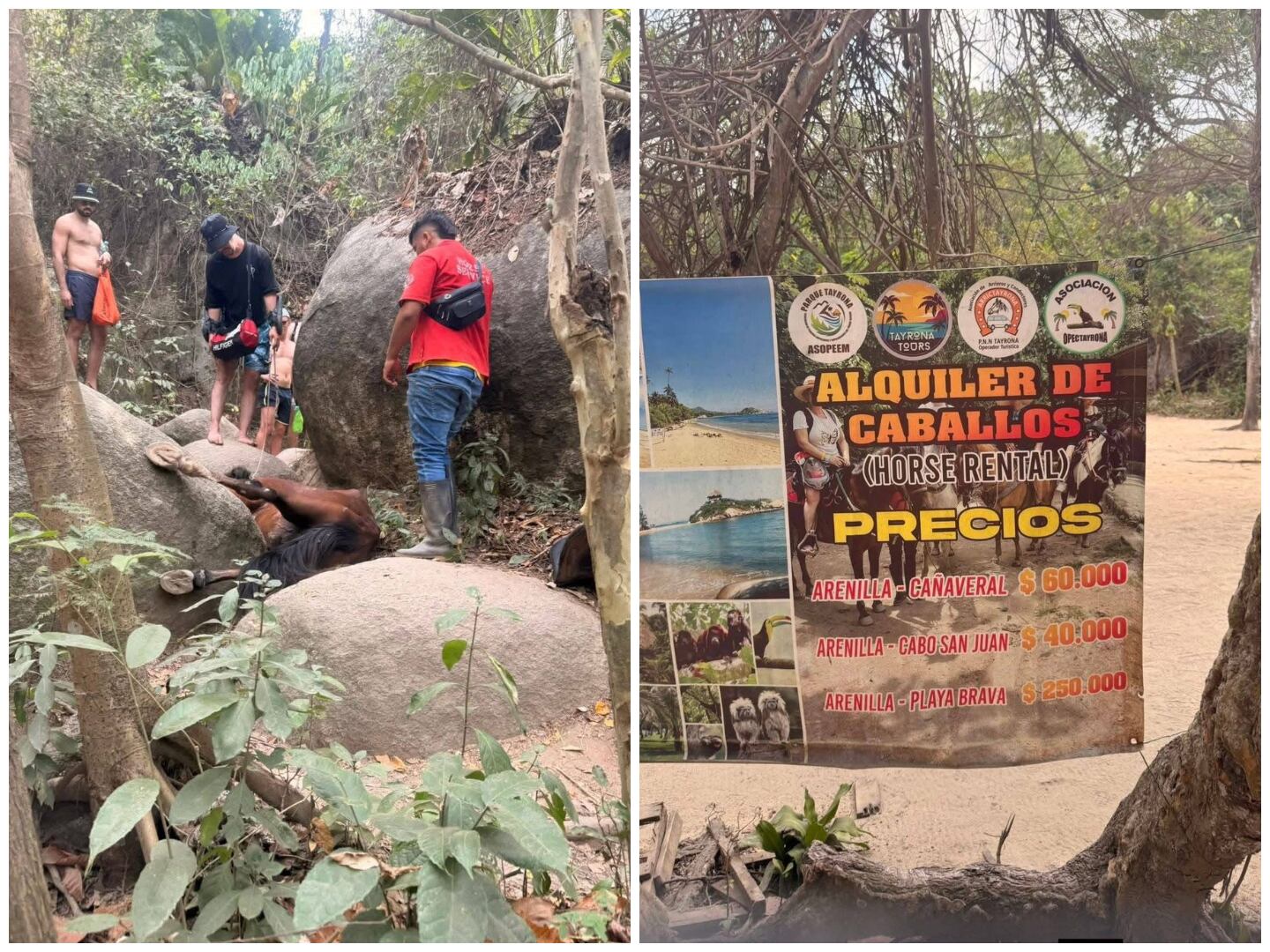Muerte de caballo en sendero del Tayrona reabre debate por su uso en ...