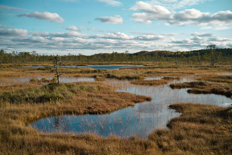 The bogs of war: landscapes play a huge part in conflict – and ...