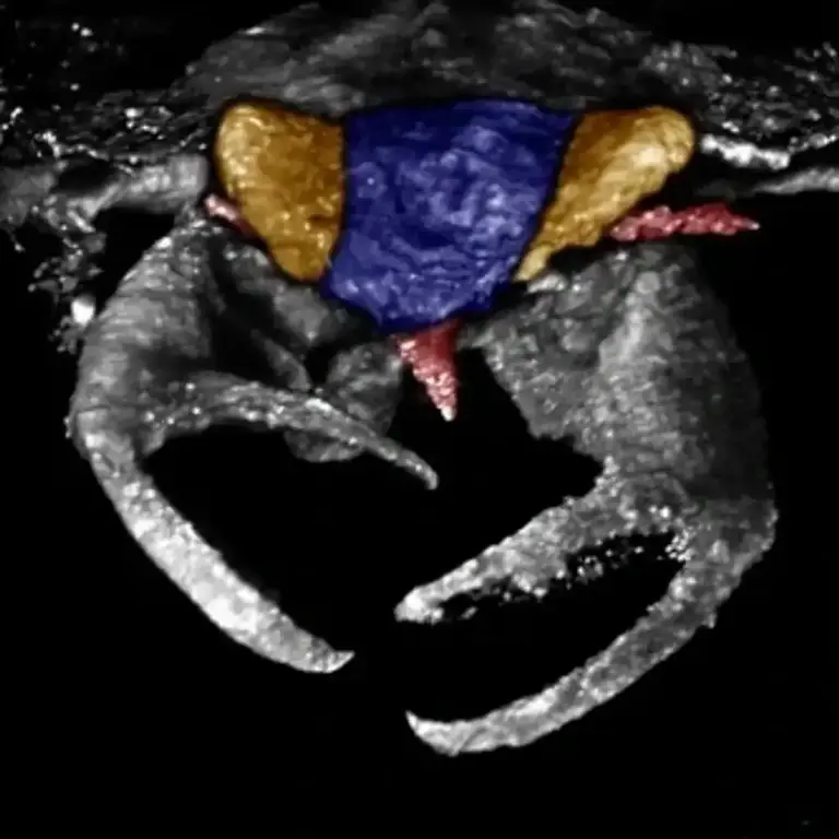This 100-million-year-old bug had crab-like claws unlike those of any ...