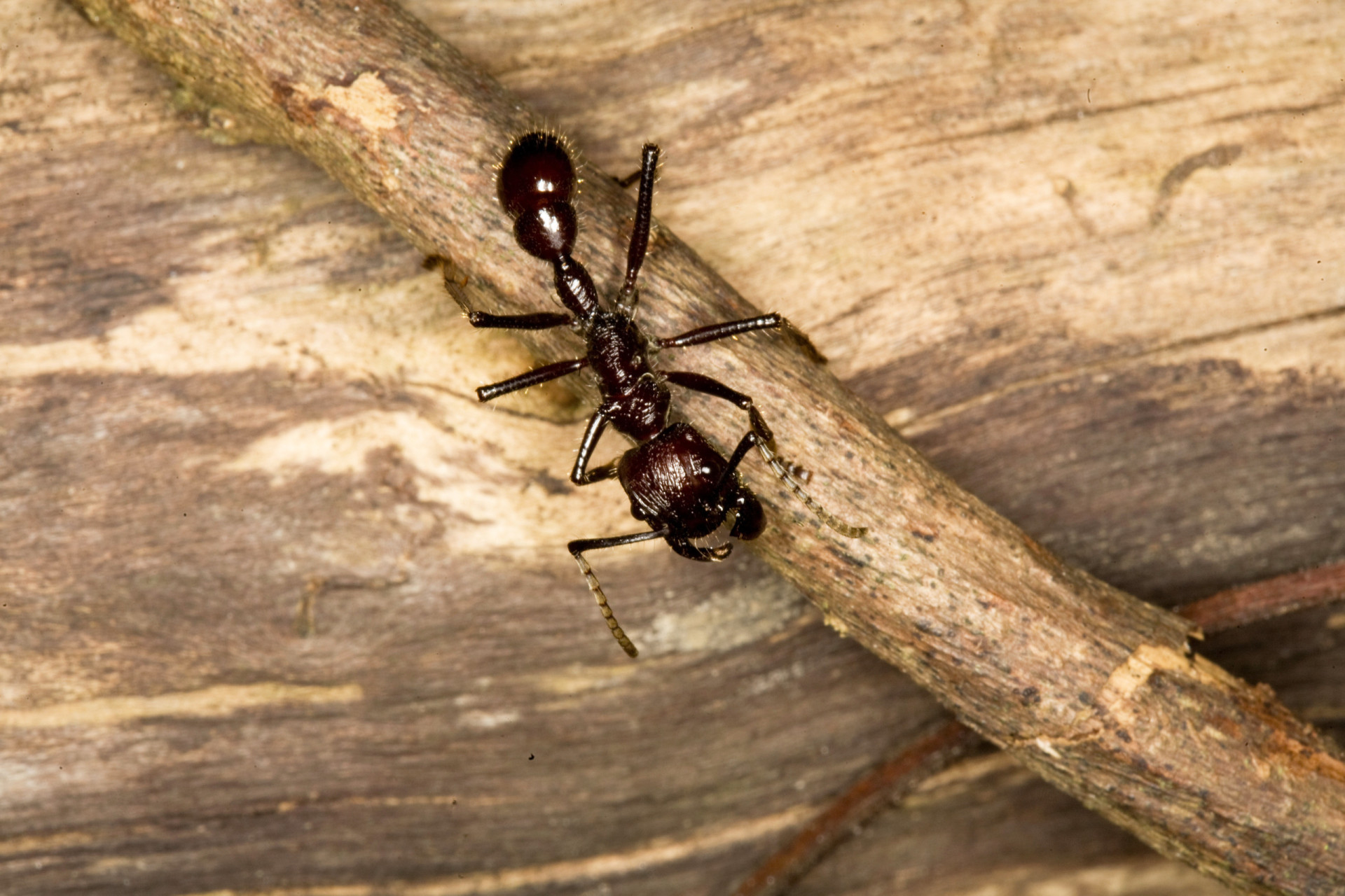 The most painful animal bites and stings humans can experience