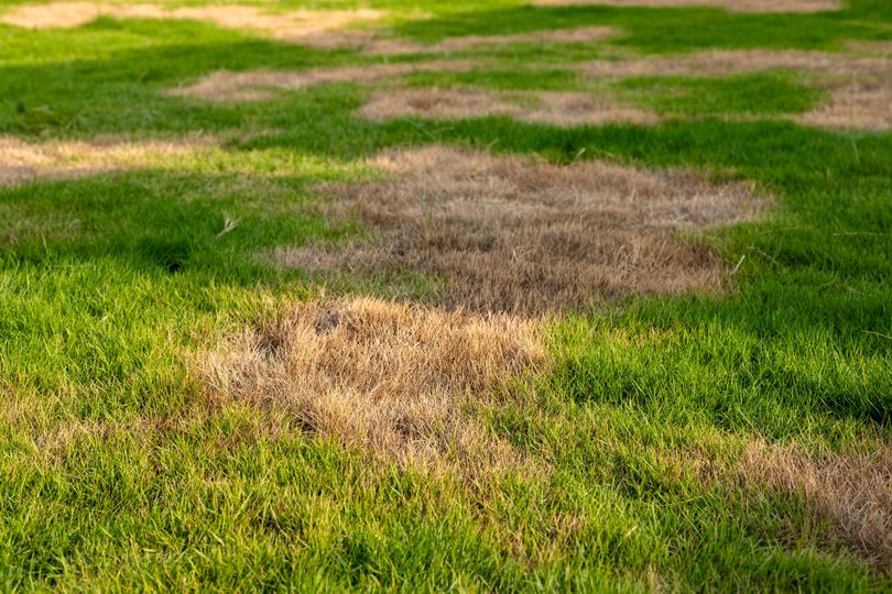 Lawns will stay green this summer if you do simple step when mowing