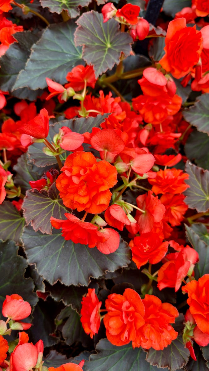 7 shade-loving window box plants that thrive all summer, from fuchsias ...