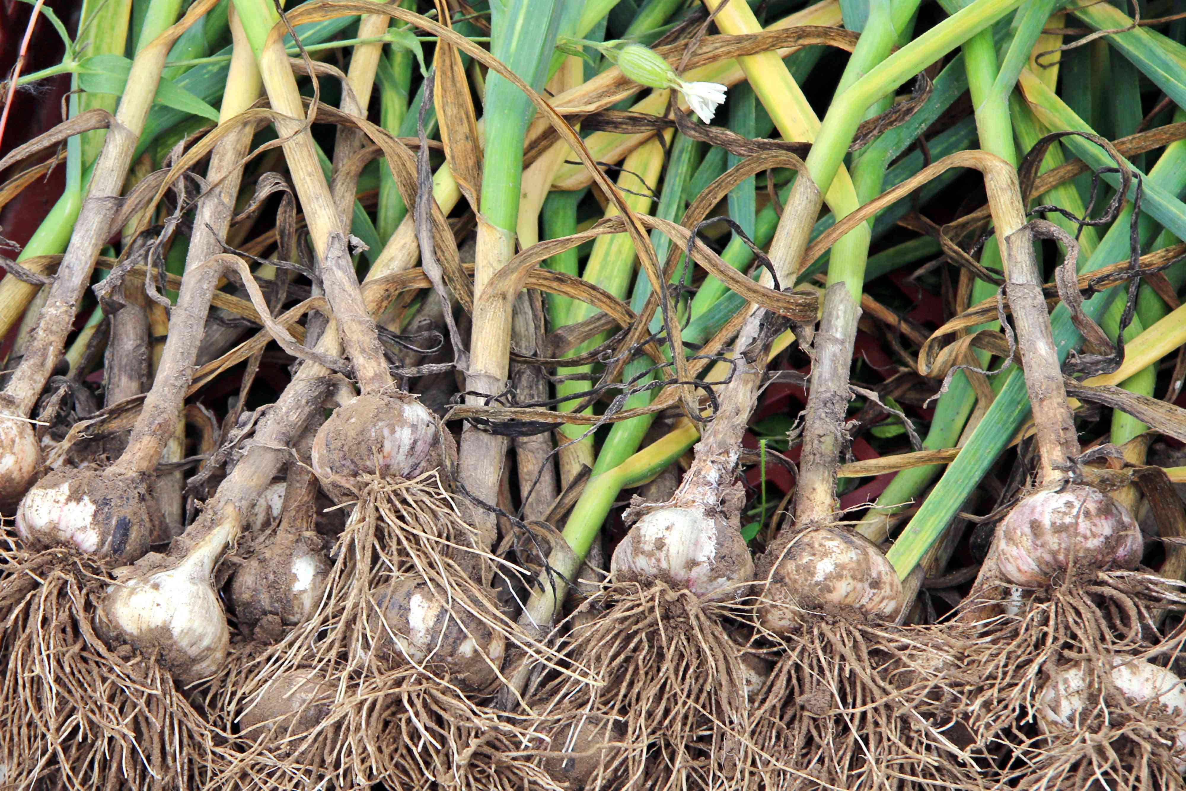 How to tell when garlic is ready to harvest (and what to do next)