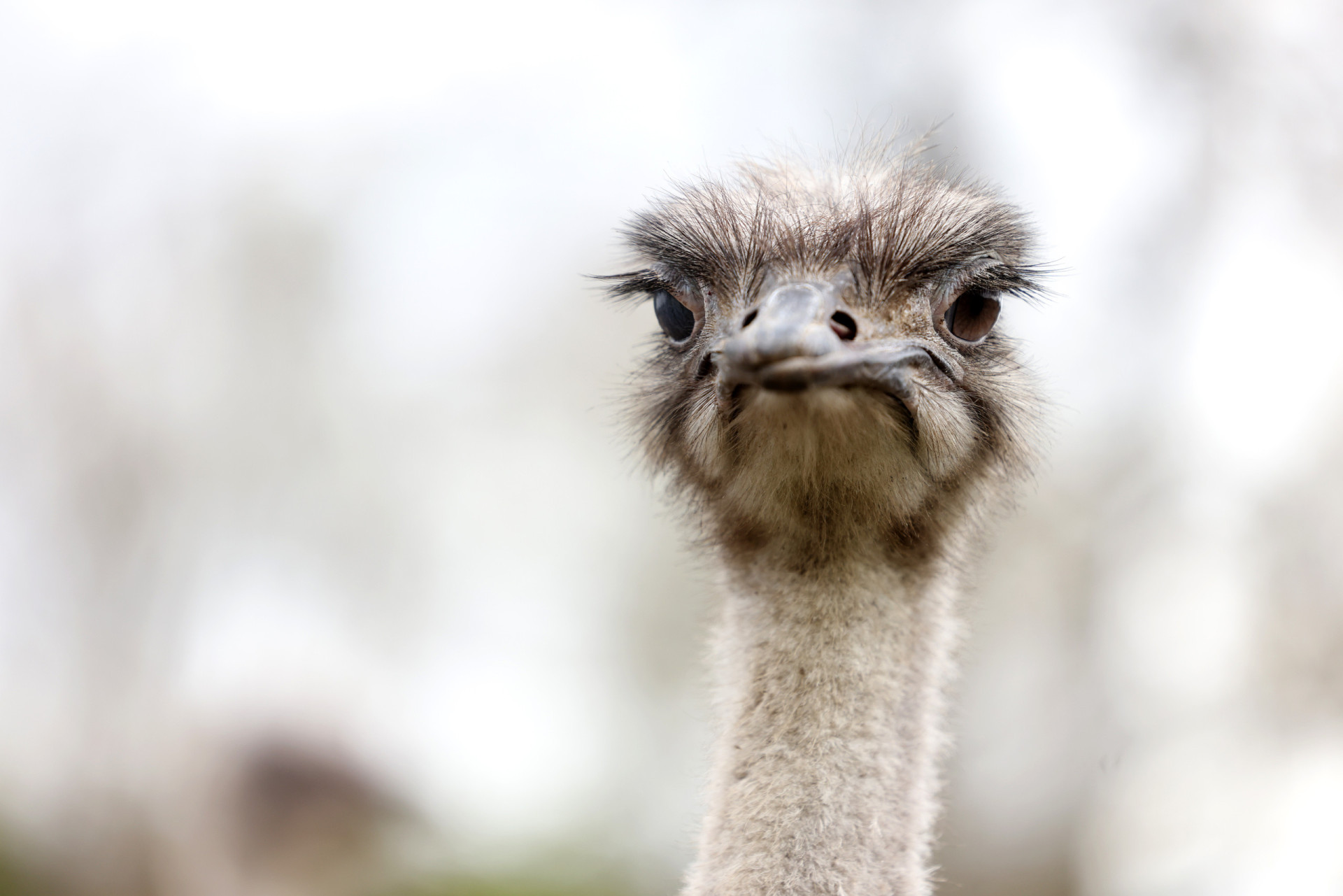 Popular animal myths that you probably still believe