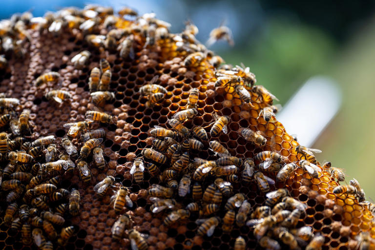 America can’t produce enough honey
