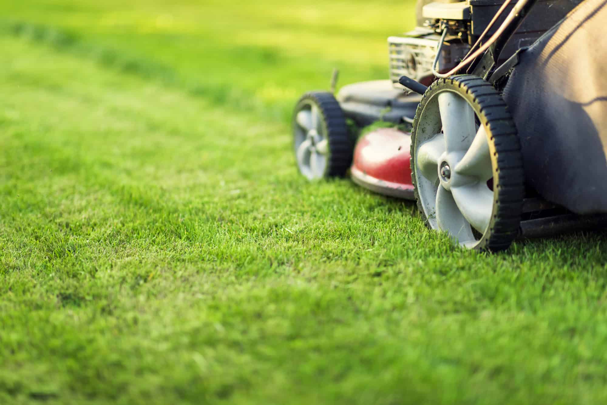 Cutting your lawn too short in June is why it browns by July