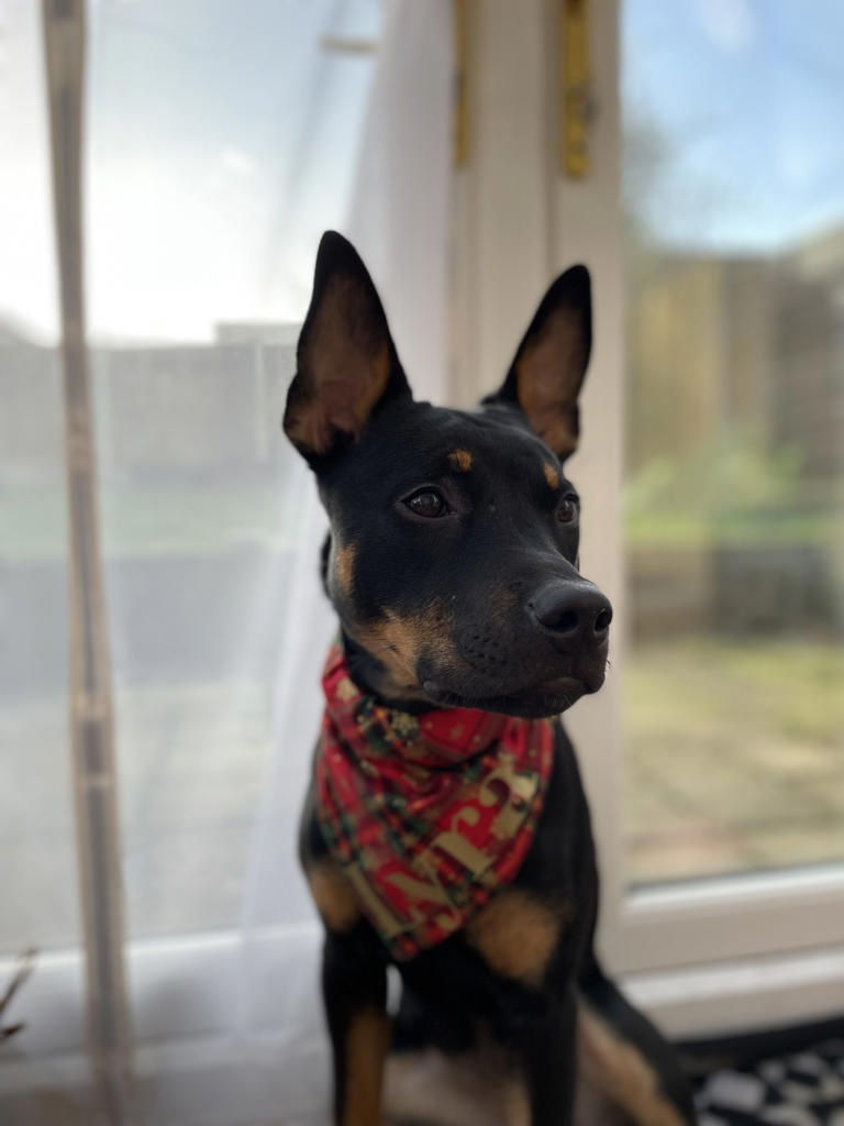 Are dog DNA kits worth their expensive price tags – and can you trust ...