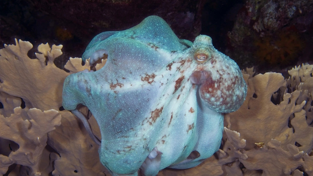 Octopus caught placing rock in fish's mouth during hunt