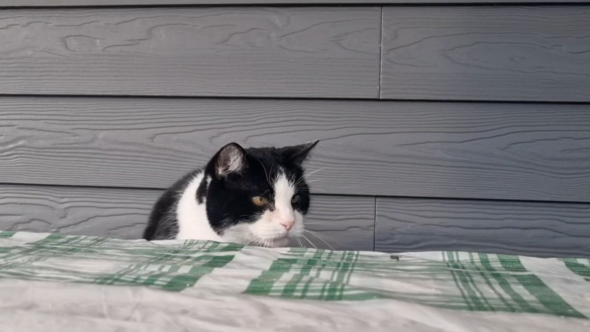 Cat detected something humans cannot see