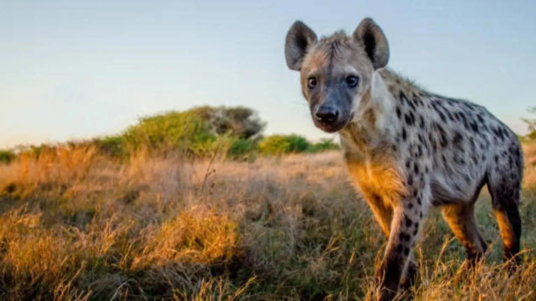 Did you know that hyenas are closer to cats than dogs?