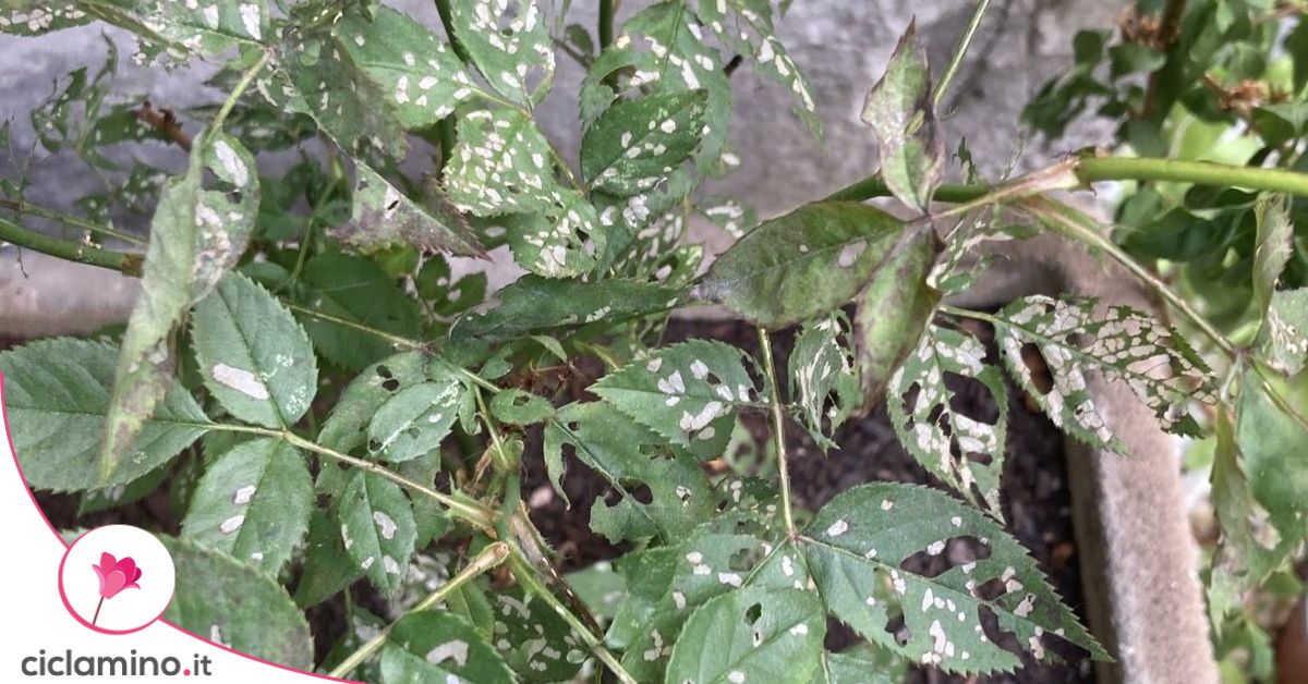 Perché le foglie delle rose hanno tutti questi buchi