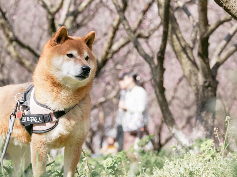 11 dog breeds that couldn't care less about impressing strangers – and ...