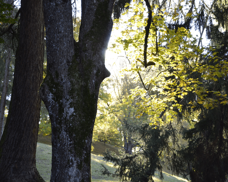Seltsames Symbol im Wald: Experte enthüllt – was die „weißen Wellen“ am ...