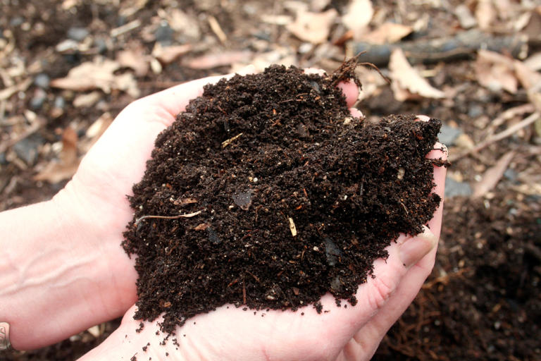 Five common gardening myths debunked that could be ruining your plants