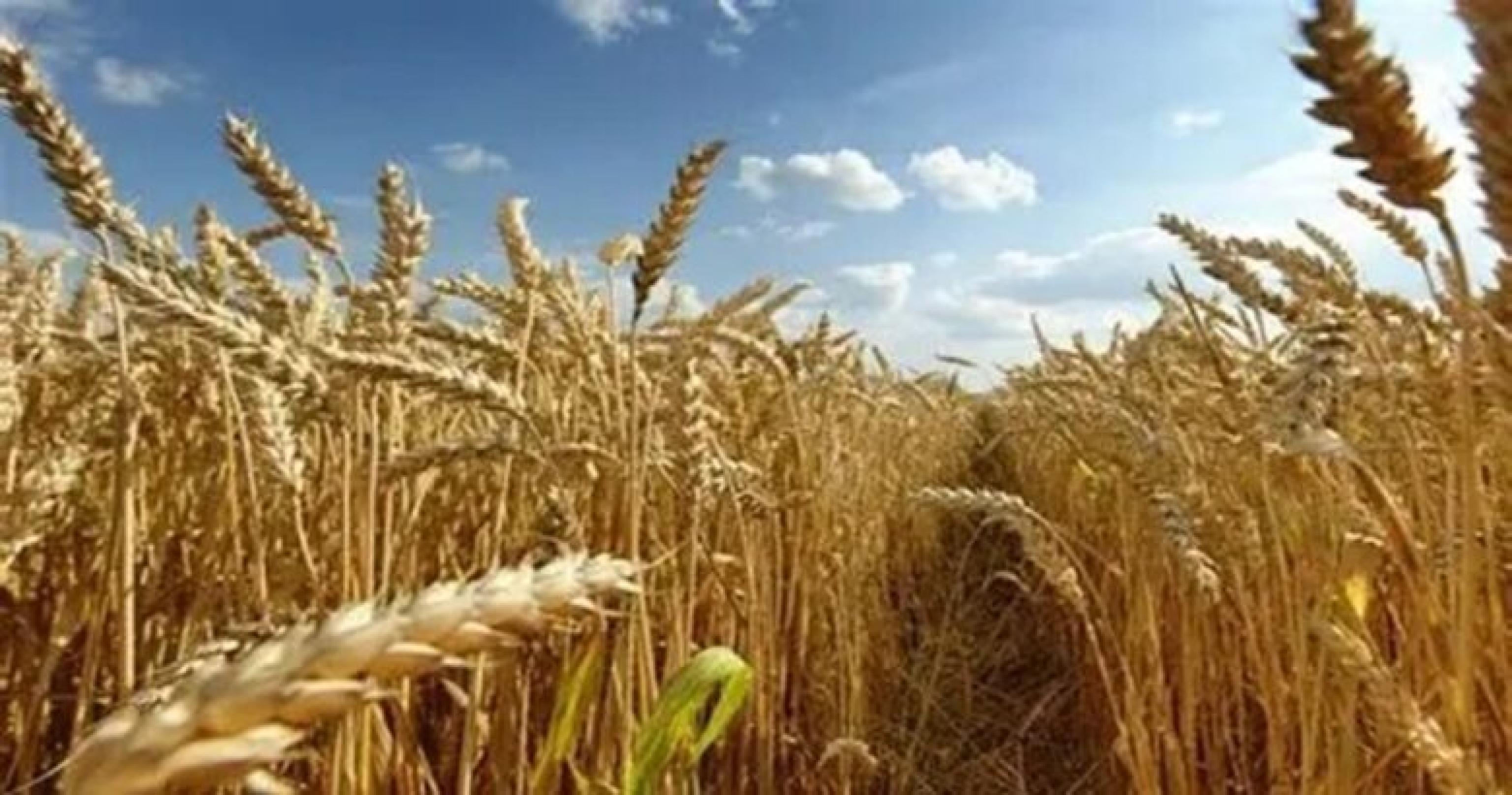 Cia agricoltori, produzione lucana in ripresa per la campagna del grano ...