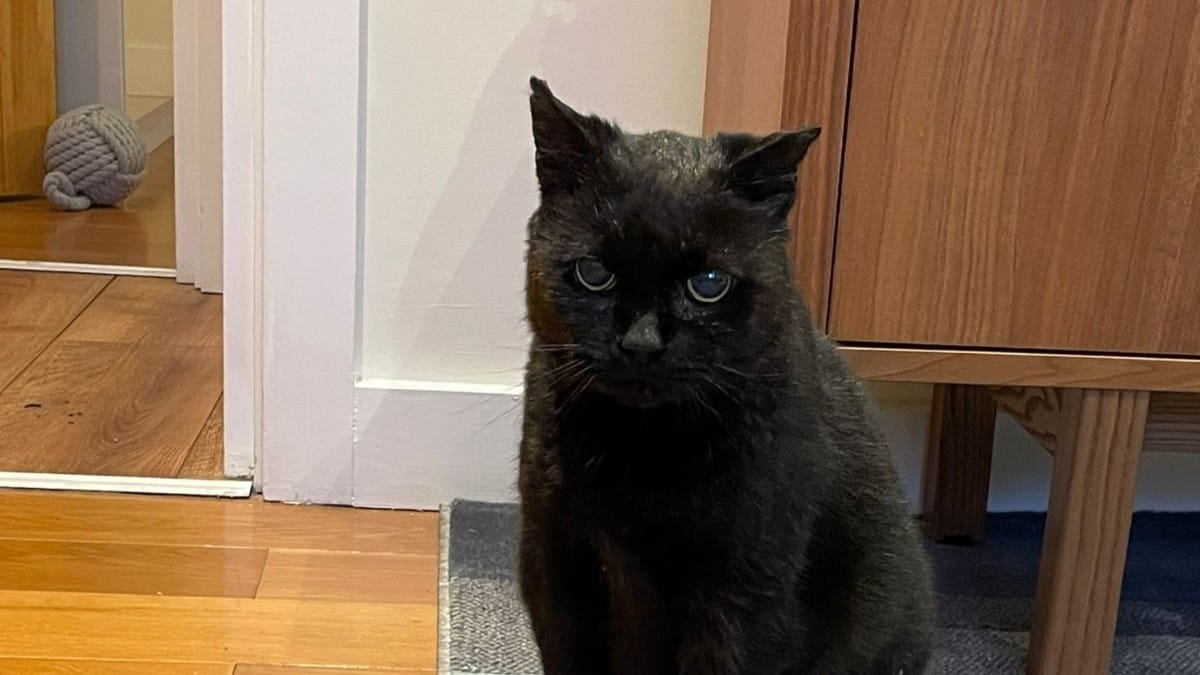 Street cat gets a second chance at happiness, then vet uncovers a ...
