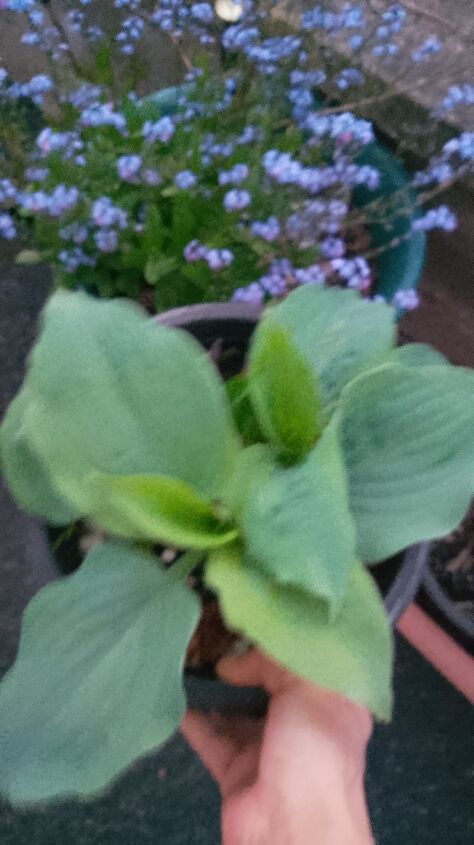 TRY This TRICK If Growing Hosta's. GOODBYE Slugs