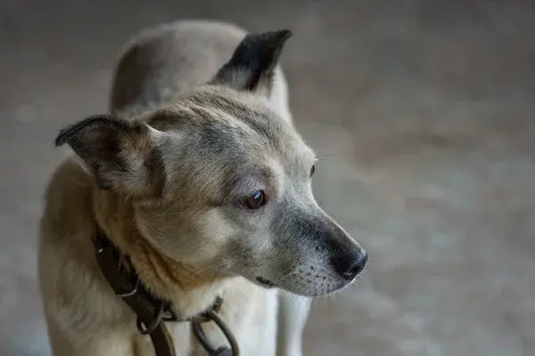 After Maya’s sudden death, one owner reworked puppy feeding