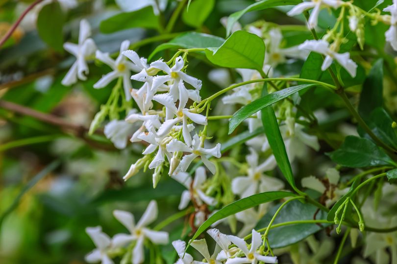 Gardeners urged to add 1 key item to soil for bigger and better jasmine ...