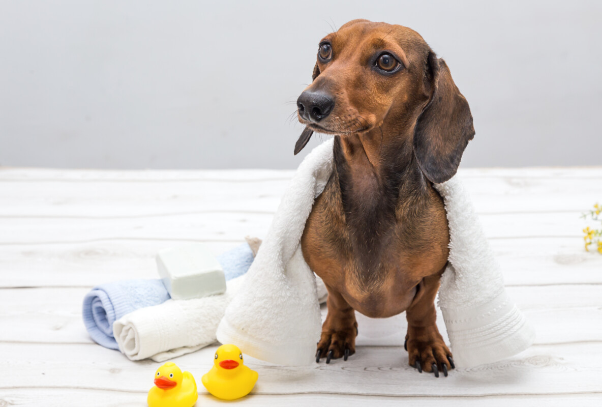 Pet wellness: la nuova ossessione che sta cambiando il modo di avere un ...