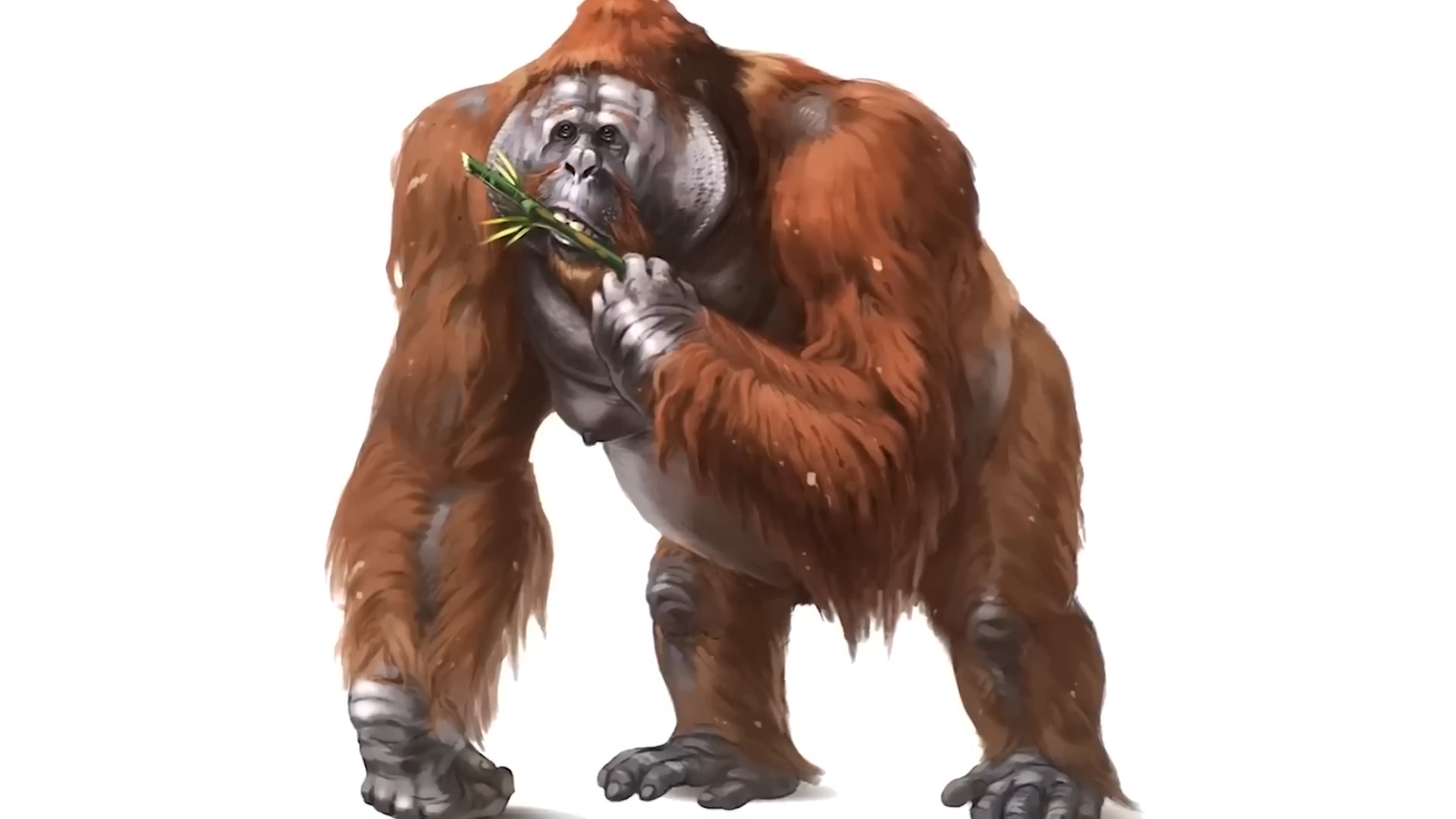 This 10-foot ape could have terrified early humans
