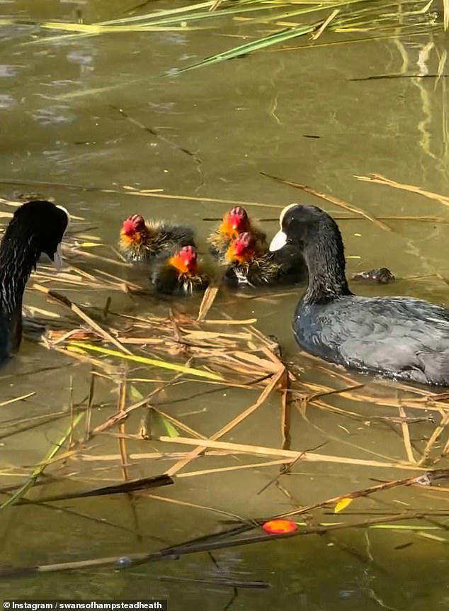 Fury as 'entitled' sunseekers invade Hampstead Heath's wildlife ponds ...