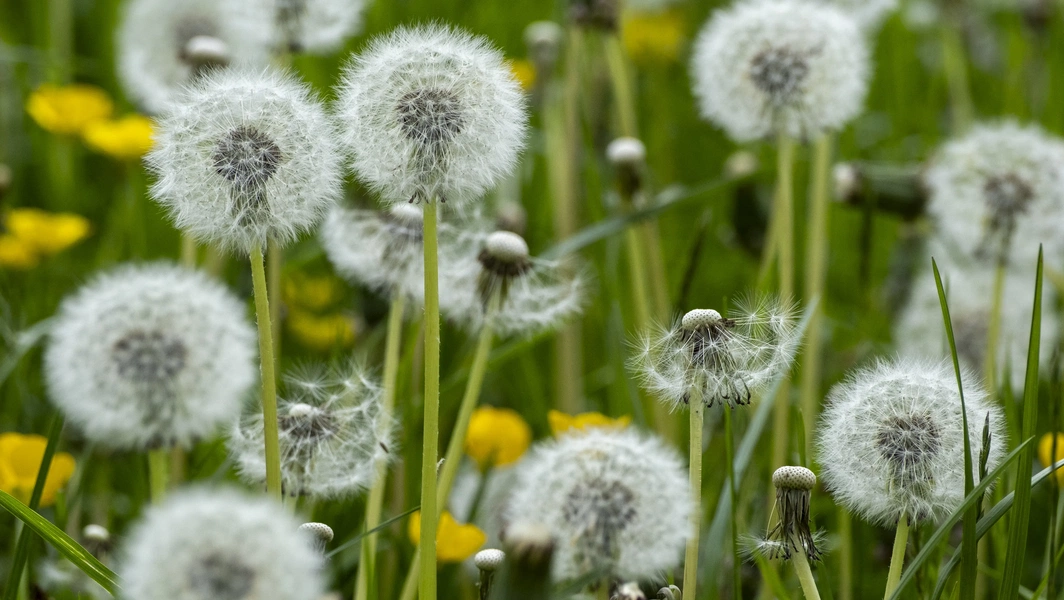 Let your garden grow itself with self-seeding blooms