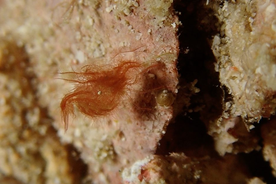 Night diver films 'photographer's nightmare' on Borneo reef