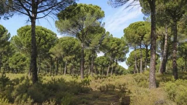 Toro saca a subasta el aprovechamiento del coto de caza «El Pinar ...