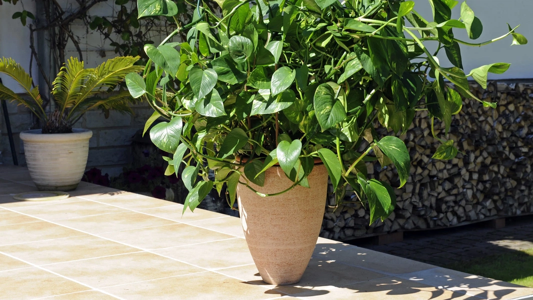 Pothos care tips for thriving vines