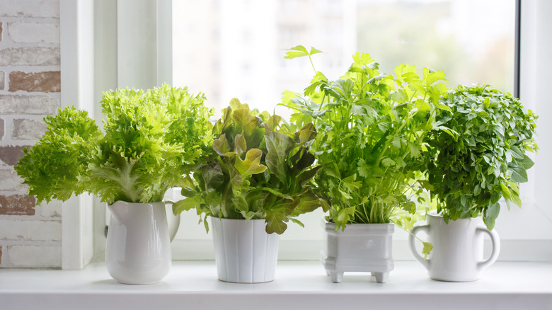 5 of the biggest mistakes you make when trying to grow vegetables indoors