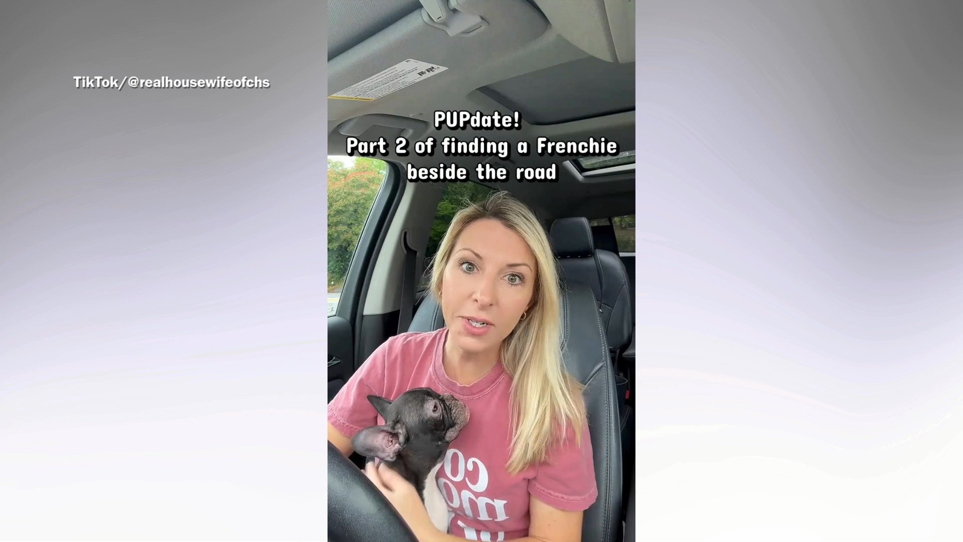 Finding French bulldog puppy on side of the road