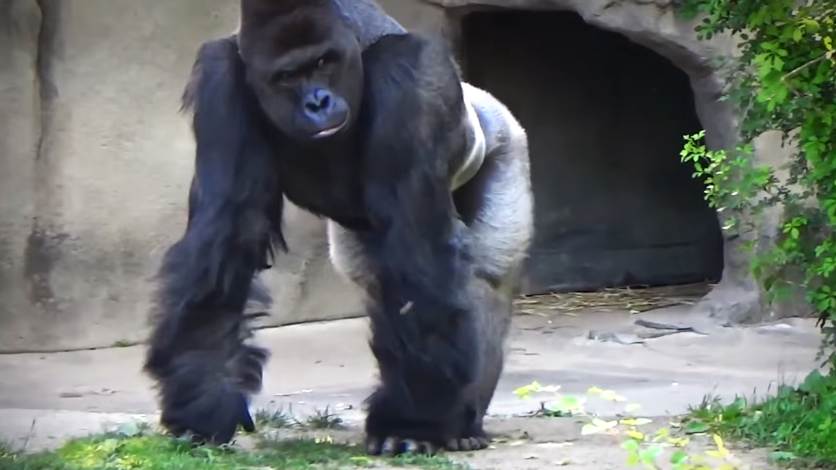 Schau, was passiert, wenn ein 180-kg-Gorilla einen Menschen angreift