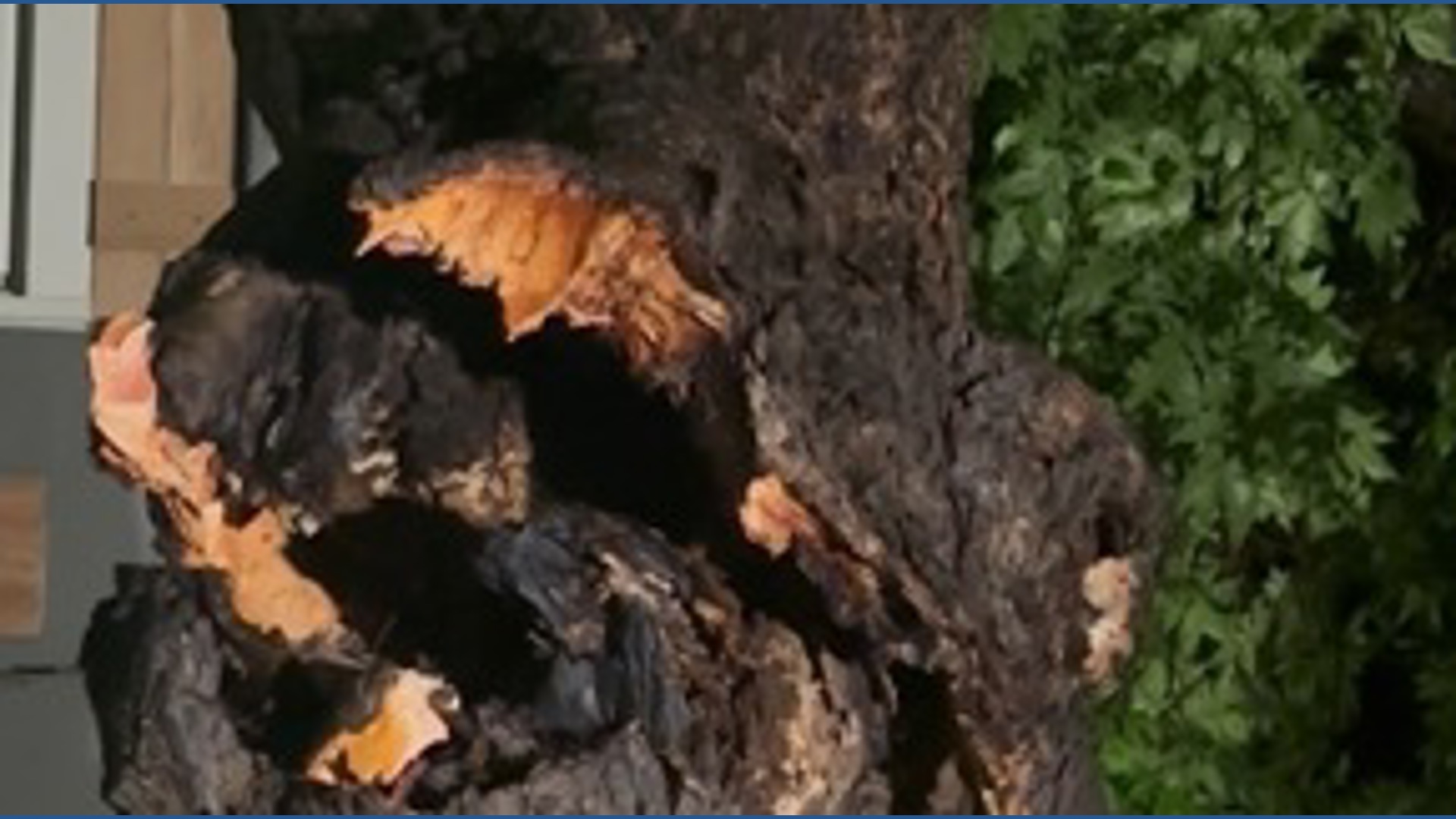 Tree falls on house in North Austin