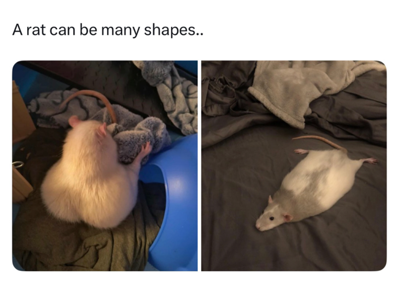 'Not all heroes wear capes' and other pet memes for soft days that need ...