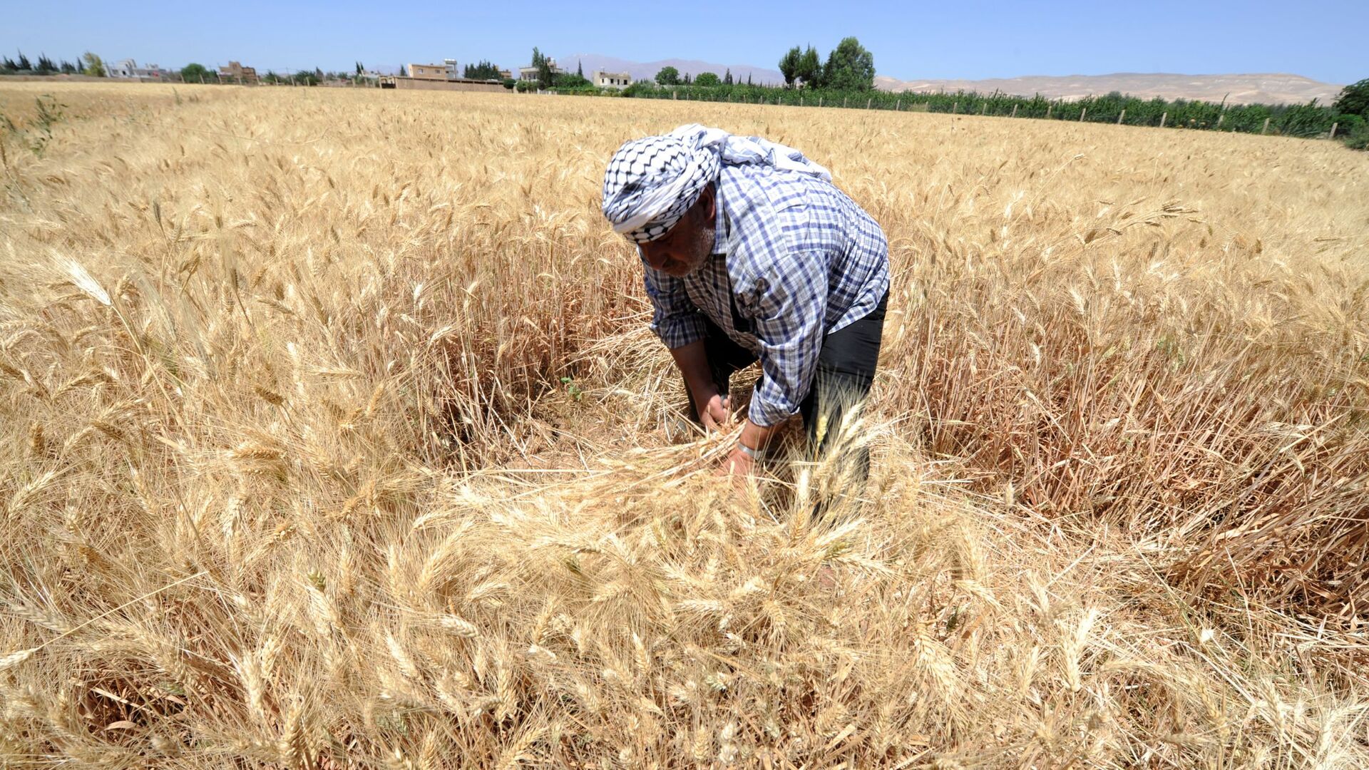 Syria rains end drought but wheat farmers face soaring costs, empty fields