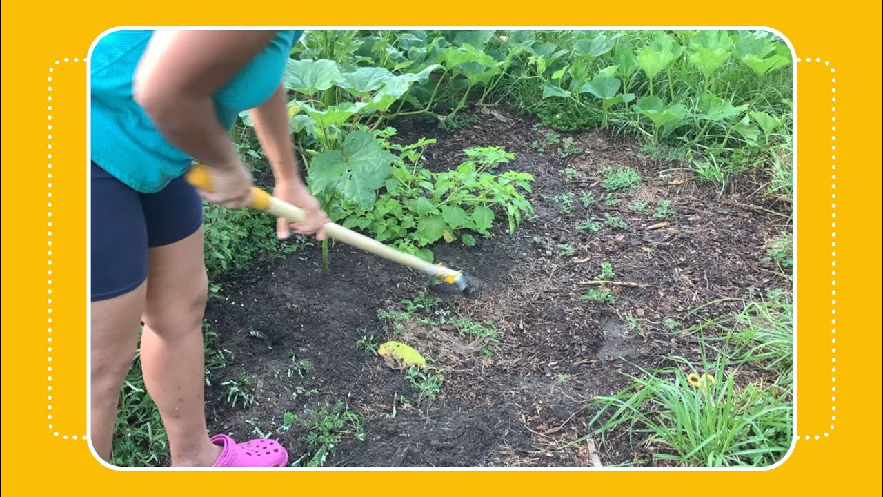 My favorite garden tool - stirrup hoe
