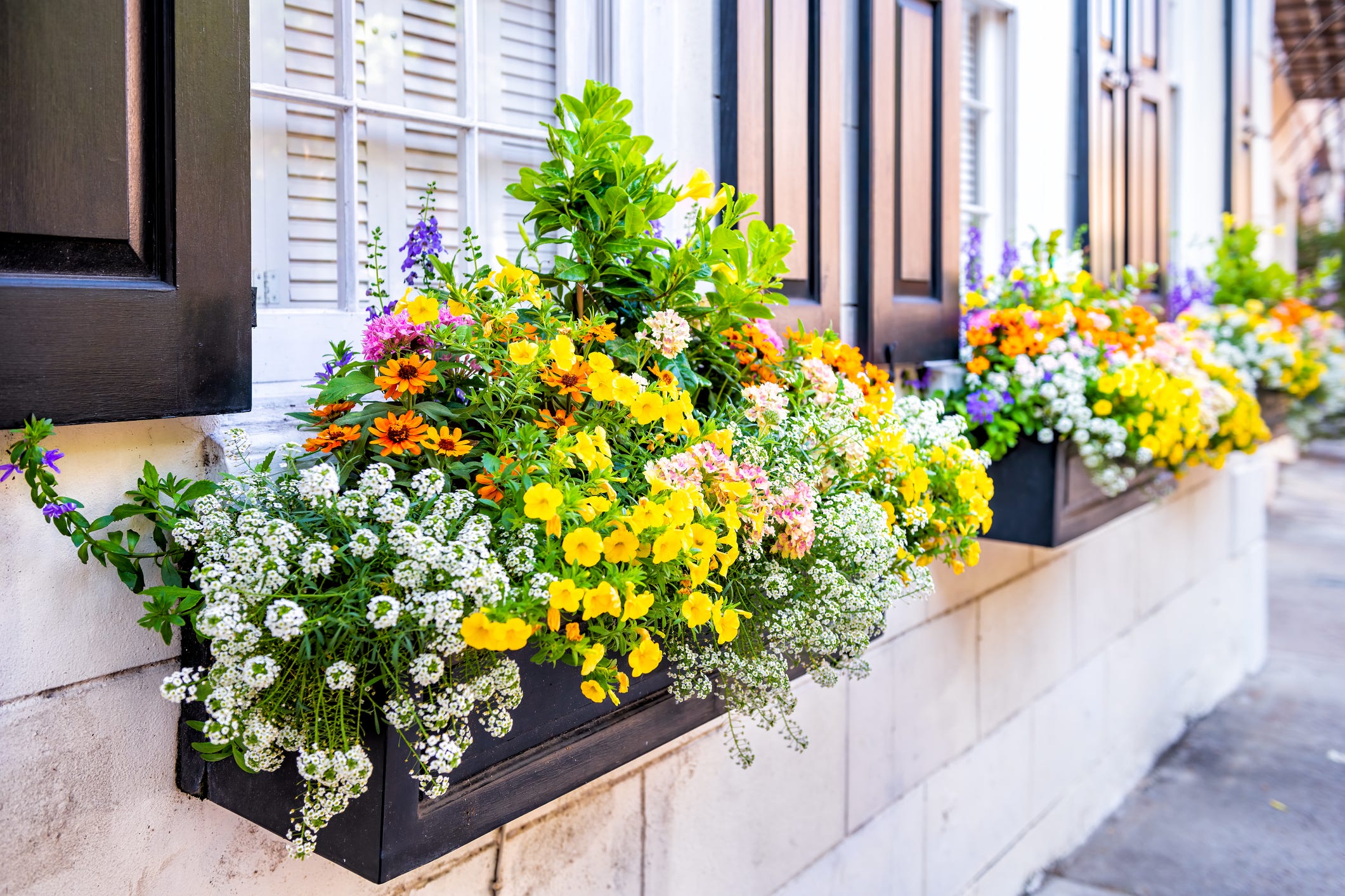 7 shade-loving window box plants that thrive all summer, from fuchsias ...