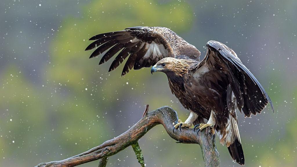 'Long way to go' on tackling bird of prey persecution, says RSPB