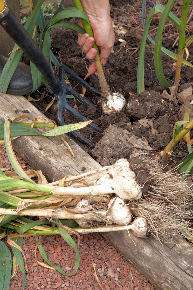 How to tell when garlic is ready to harvest (and what to do next)