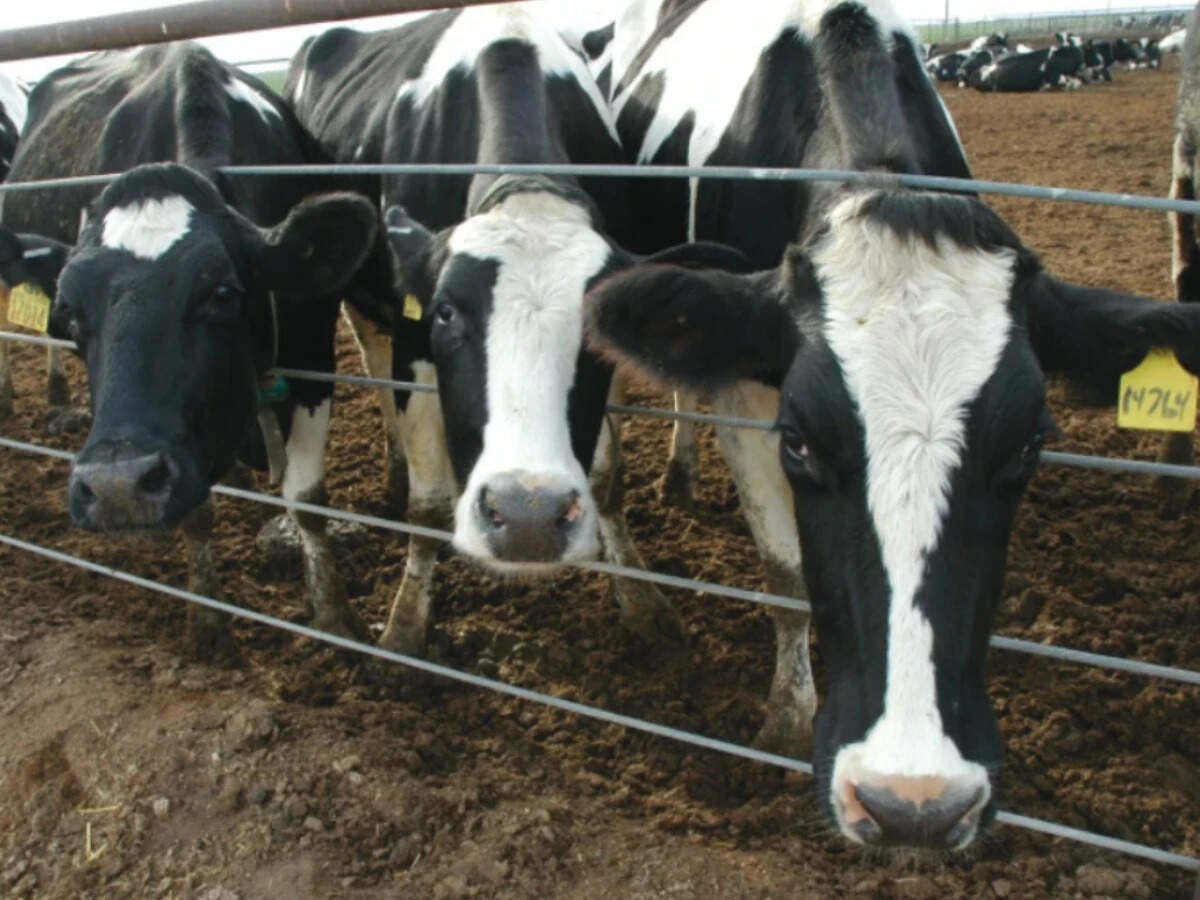 When a Muslim member backed cow slaughter ban as fundamental right in ...