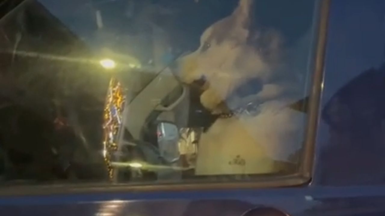 Driver’s seat taken over by a dog with a steady stare