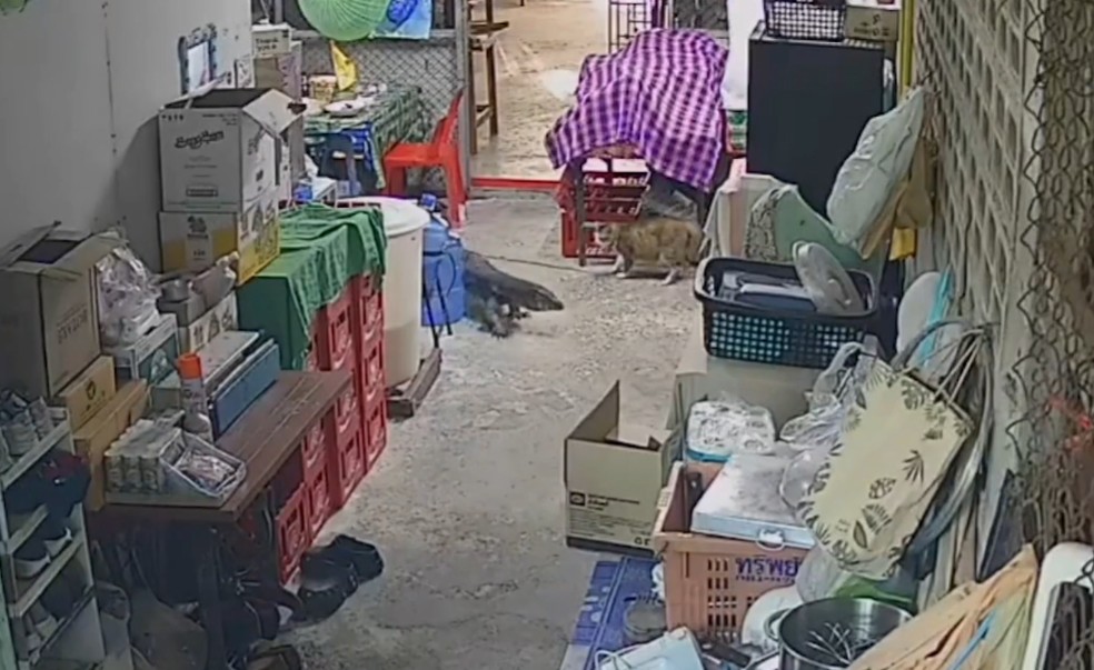Cat startled when giant monitor lizard wanders through restaurant