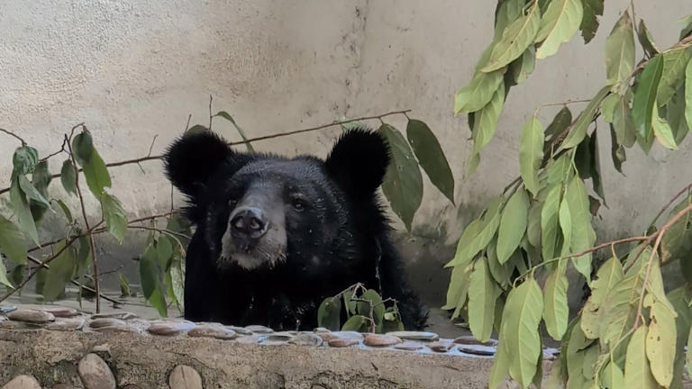After years in tiny cages, 27 moon bears in Laos finally taste freedom