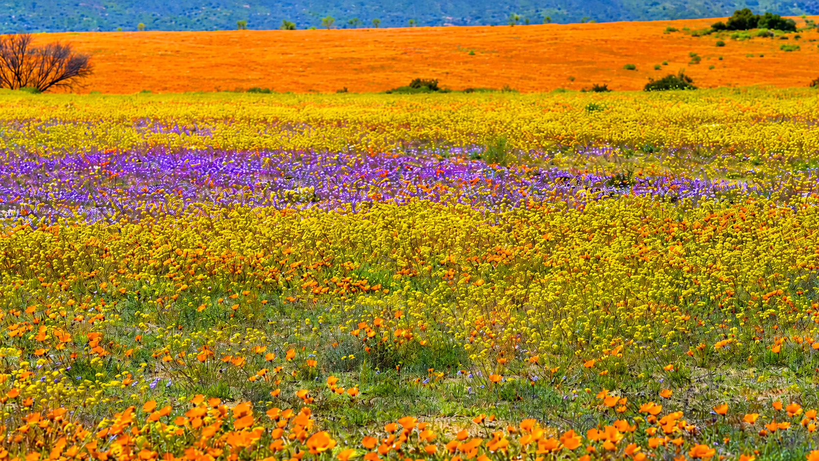 South Africa’s dry landscape turning into a sea of wildflowers