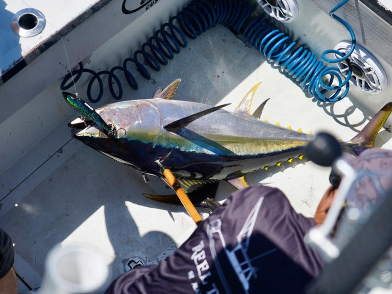 Florida yellowfin fishing out of Cape Canaveral